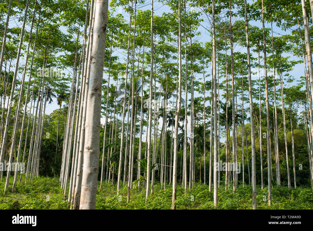 Teak Forest High Resolution Stock Photography and Images - Alamy