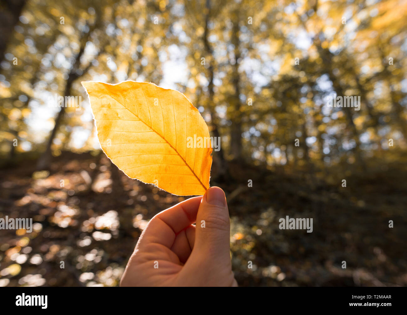 autumn leaf in hand Stock Photo - Alamy