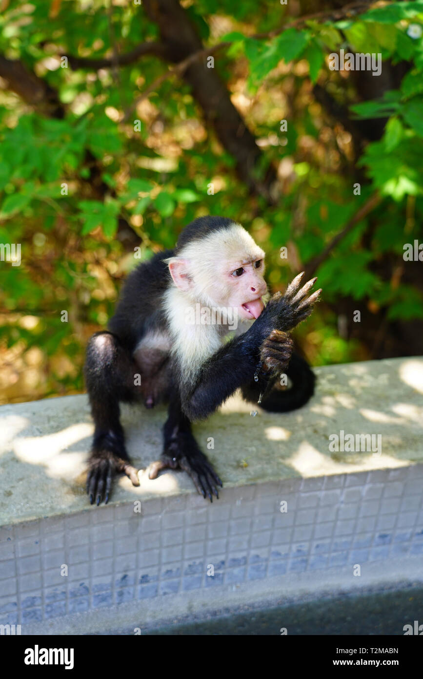A white-headed capuchin monkey (cebus capucinus) by the pool in ...
