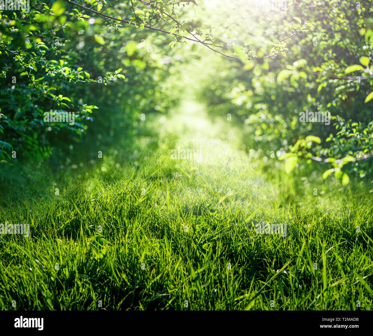 grass nature background Stock Photo - Alamy