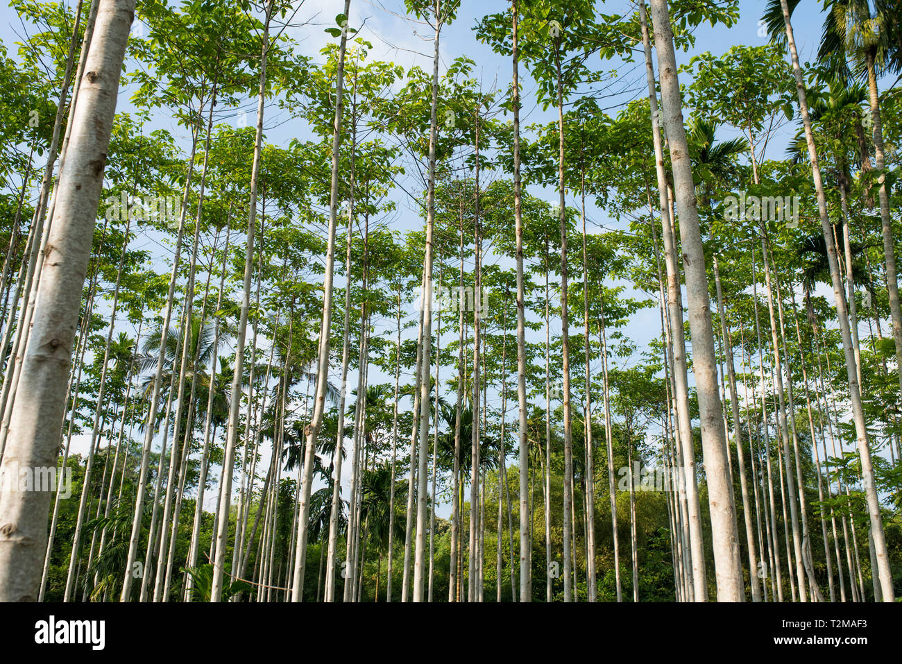 Teak Forest Indonesia High Resolution Stock Photography and Images - Alamy