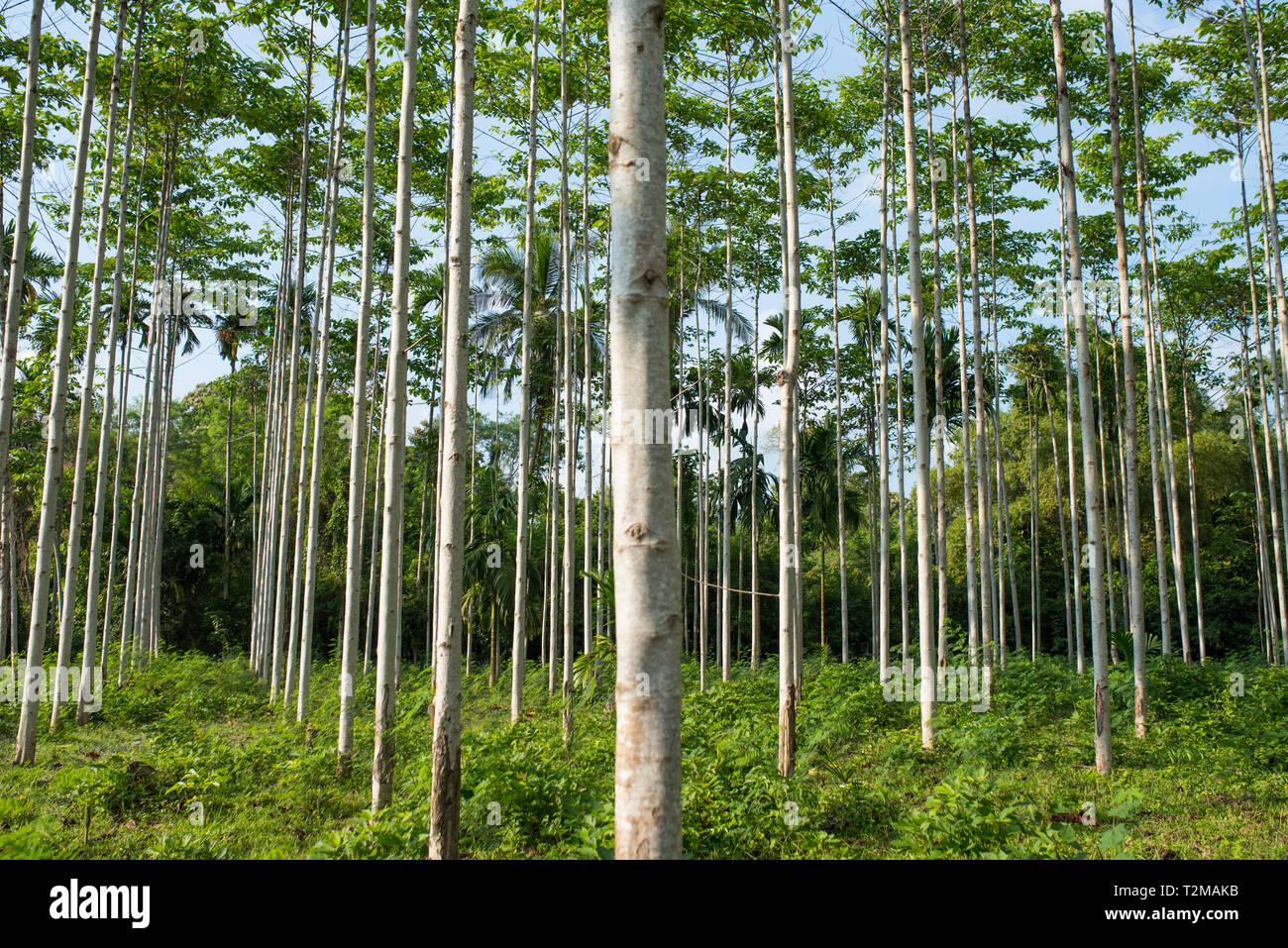 Teak Forest High Resolution Stock Photography and Images - Alamy