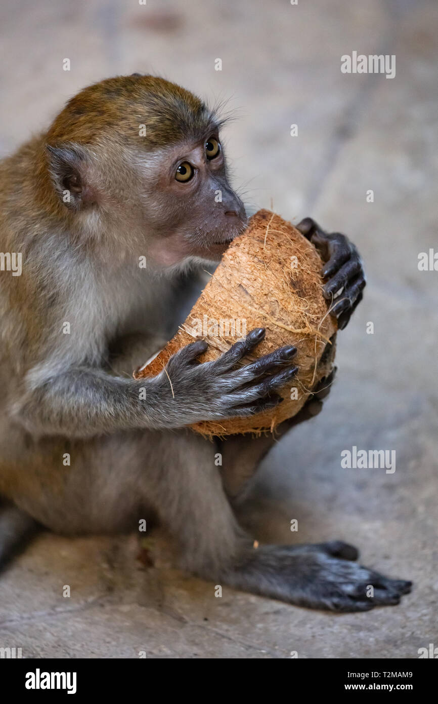 Silver leaf monkey eating a coconut at Batu Caves, Kuala Lumpur ...