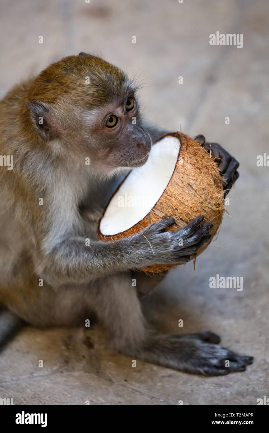 Silver leaf monkey eating a coconut at Batu Caves, Kuala Lumpur ...