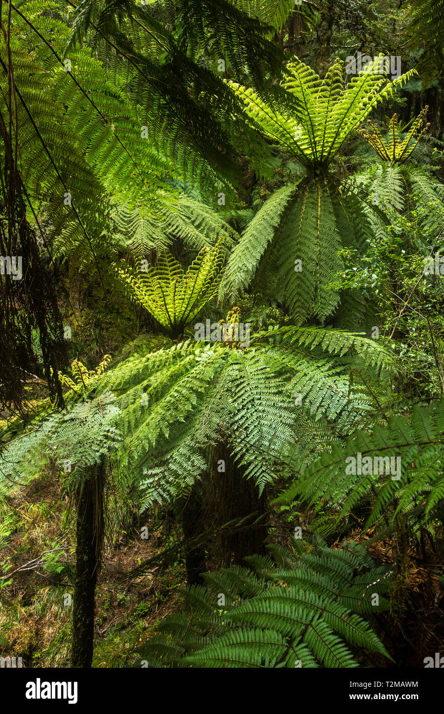Urewera hi-res stock photography and images - Alamy