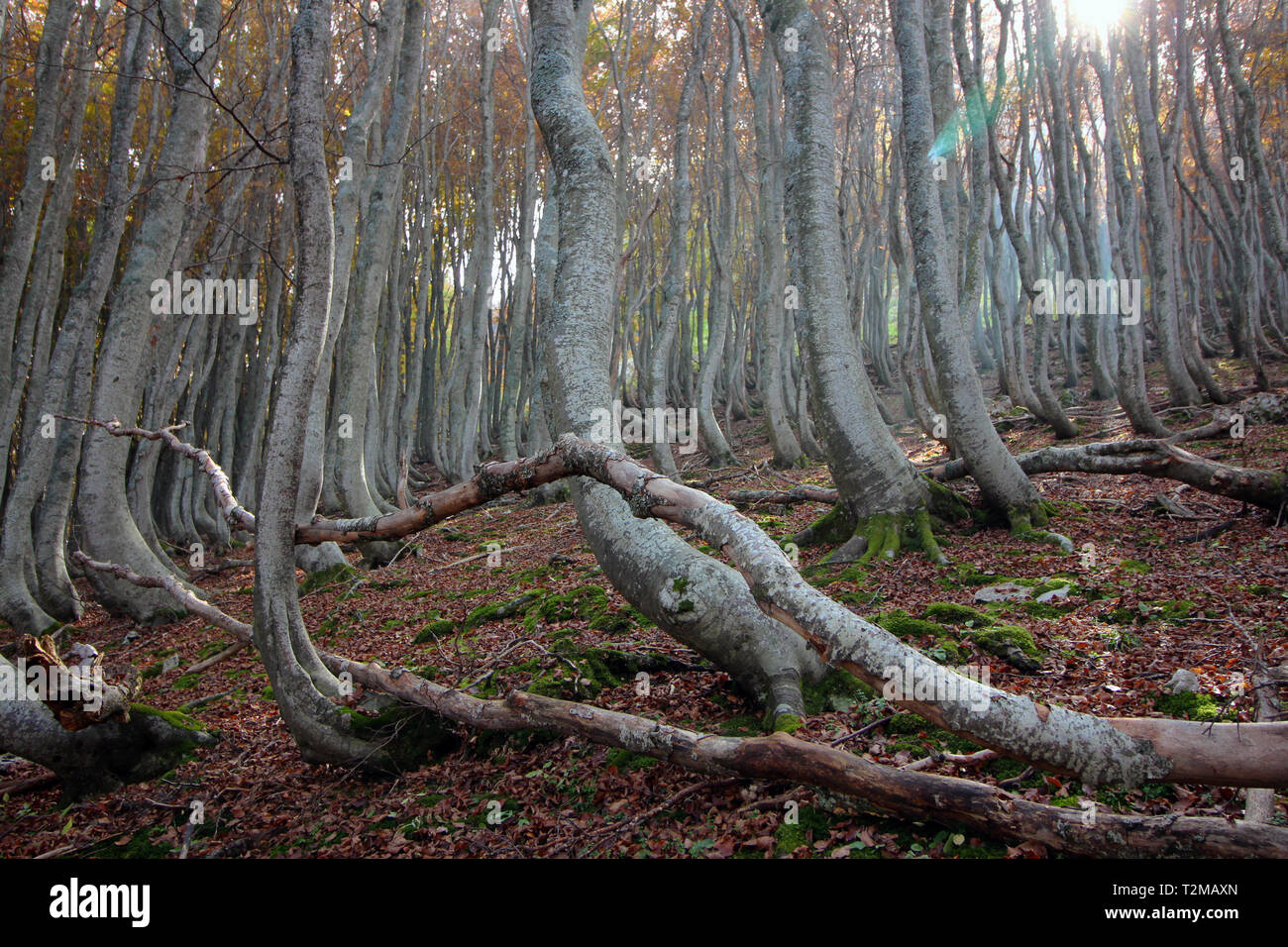 Beechwood grove hi-res stock photography and images - Alamy