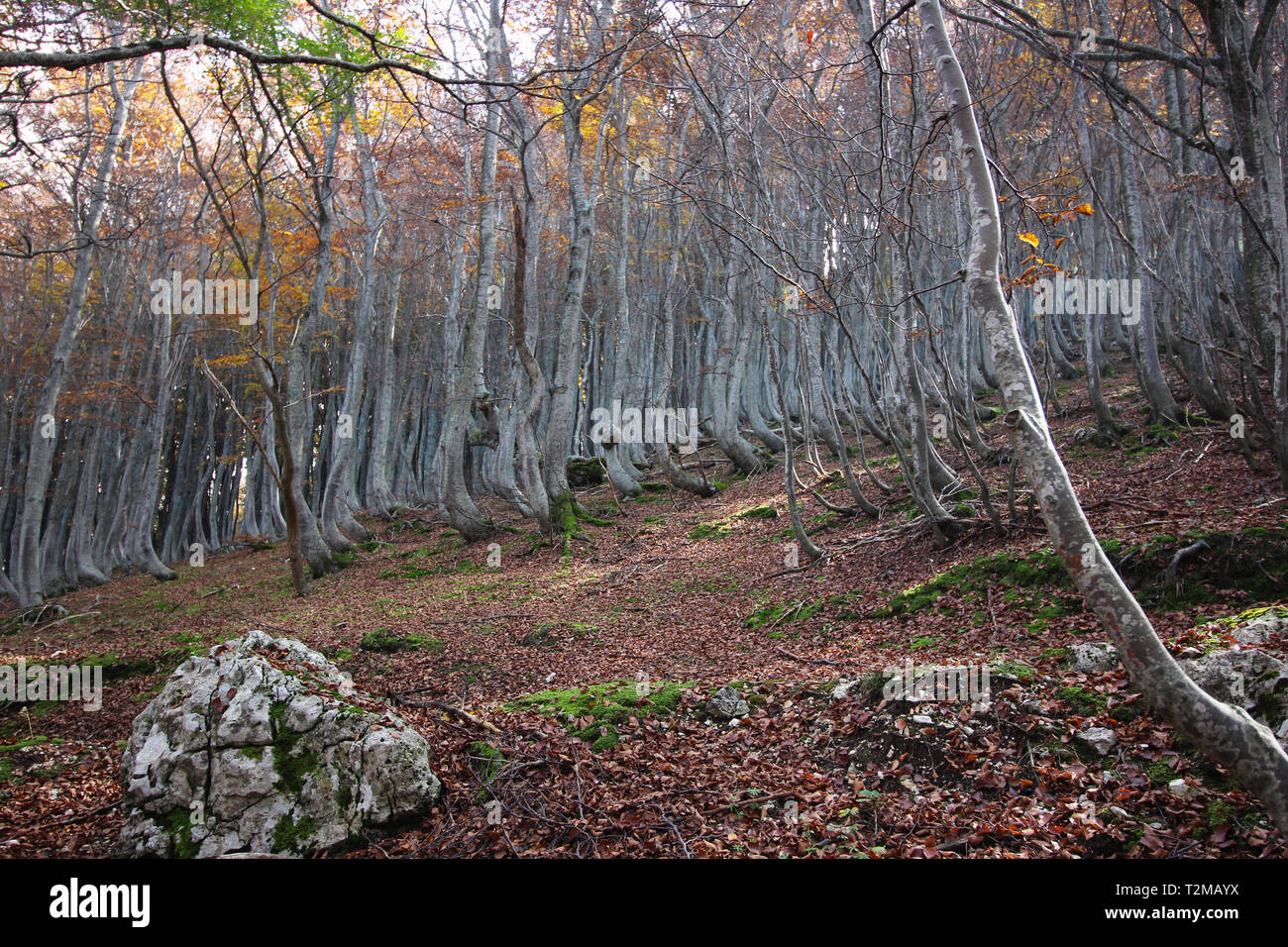 Red beech grove hi-res stock photography and images - Alamy