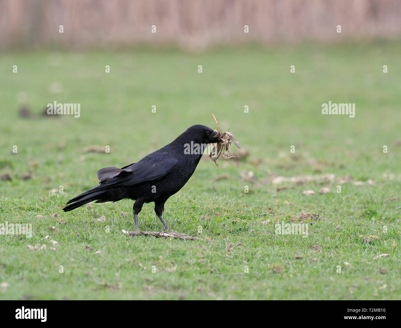 Carrion crow nest hi-res stock photography and images - Alamy