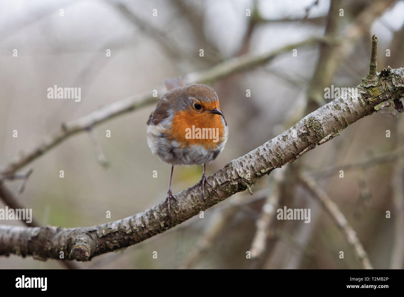 River trent wildlife hi-res stock photography and images - Alamy