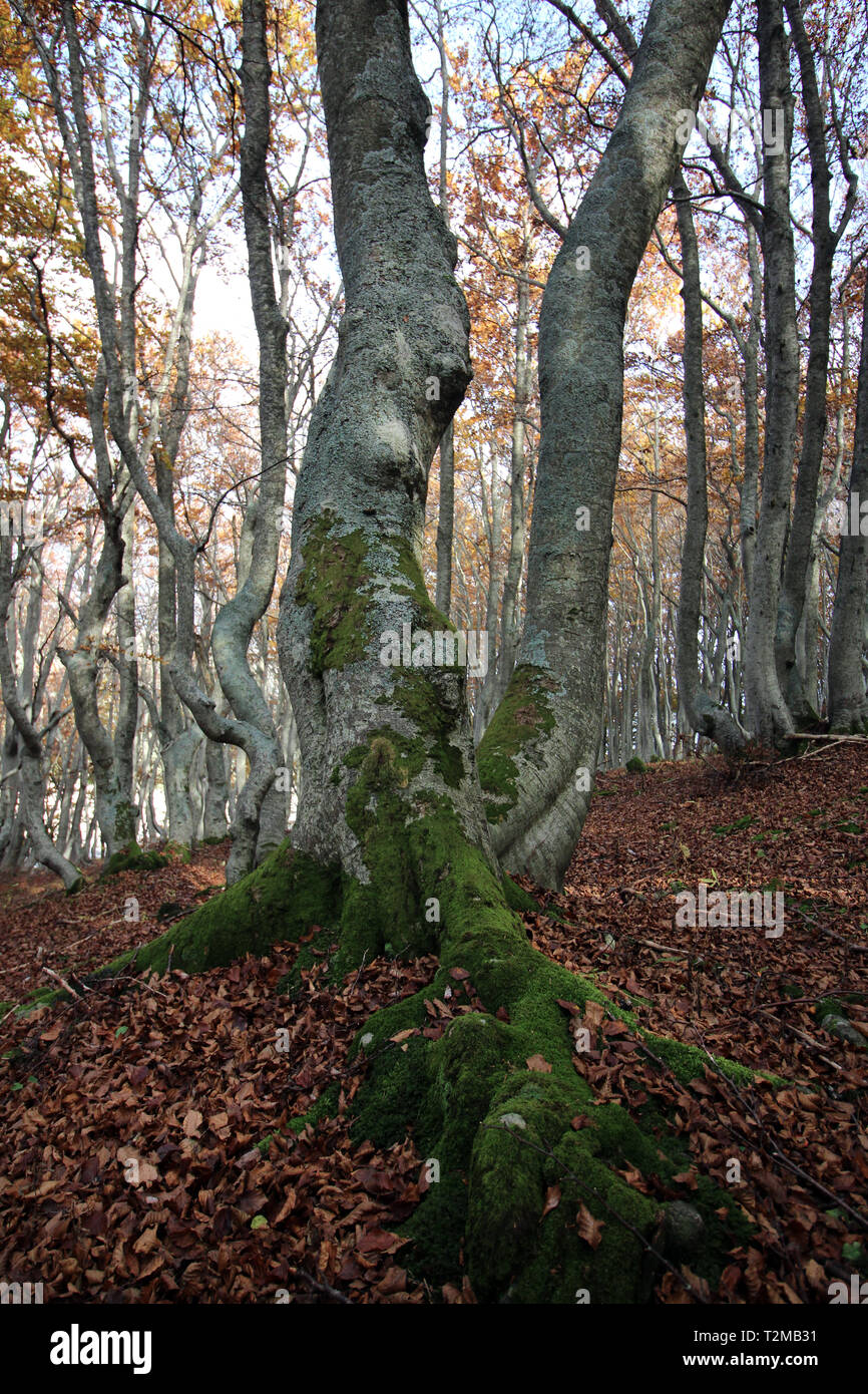 Beechwood grove hi-res stock photography and images - Alamy
