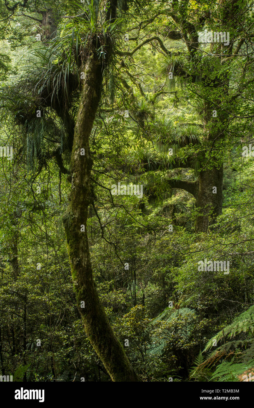 Red beech forest -tawhairaunui (Nothofagus fusca),Te Urewera National ...
