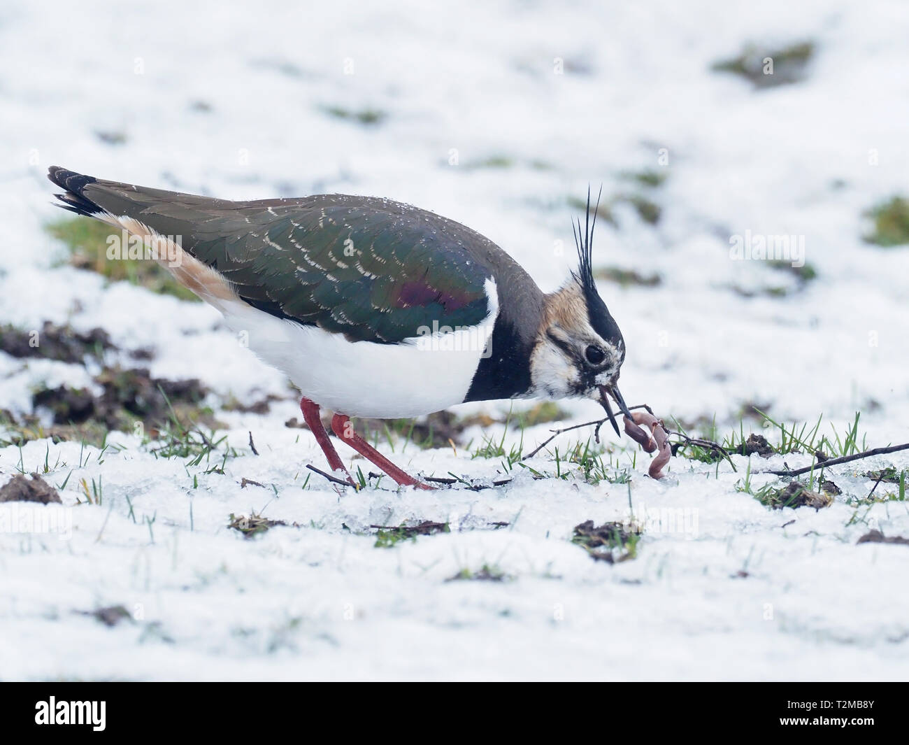 Snow worm hi-res stock photography and images - Alamy