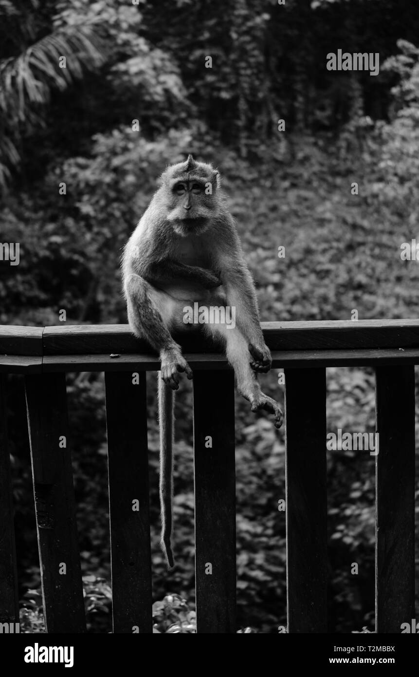 Monkey chilling hi-res stock photography and images - Alamy