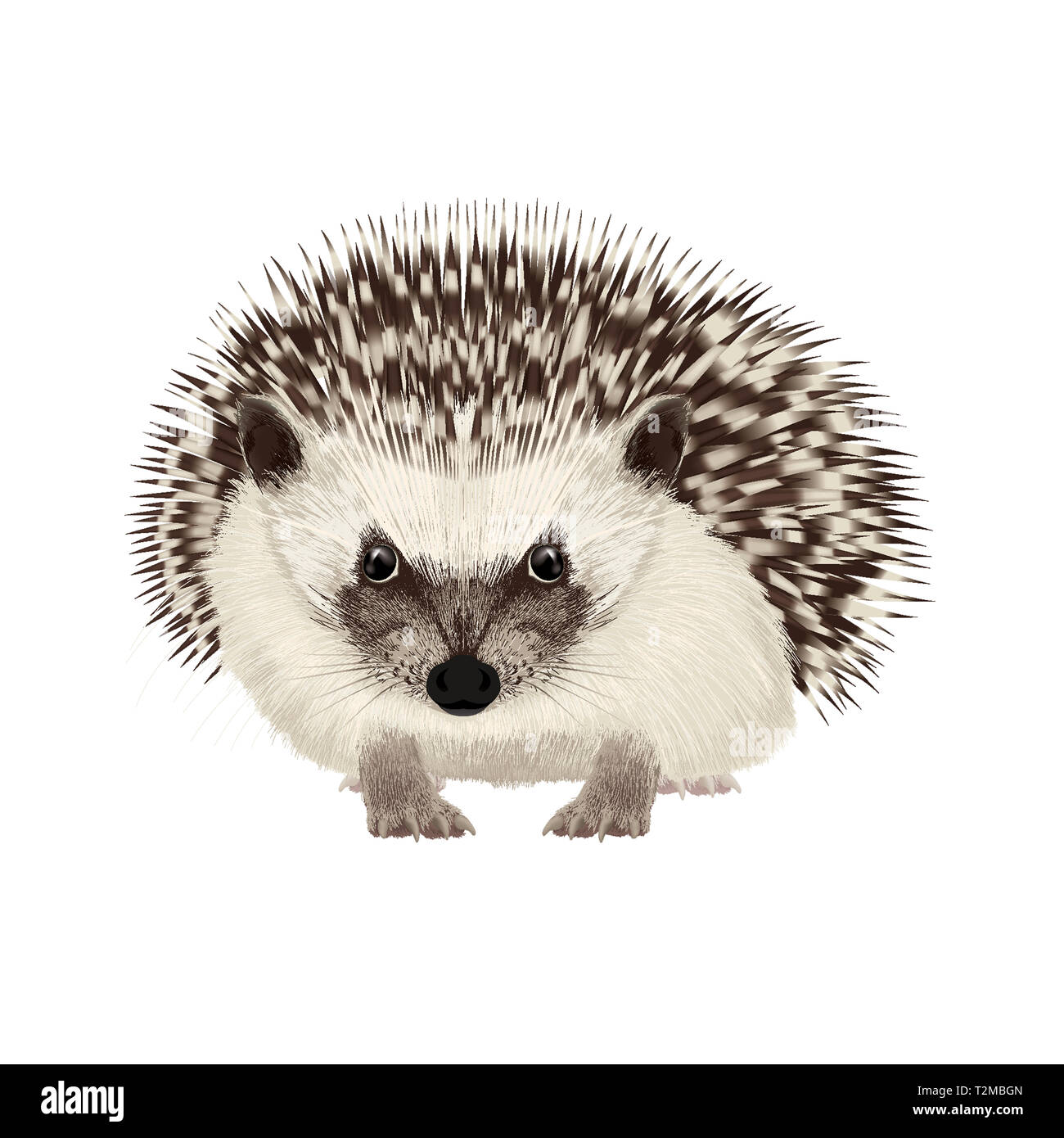 Hand drawn realistic portrait of hedgehog – isolated illustration on ...
