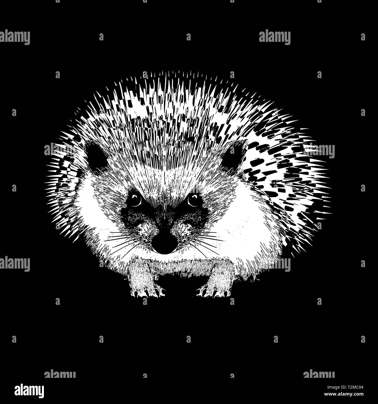 Hand-drawn black and white realistic portrait of hedgehog – isolated ...