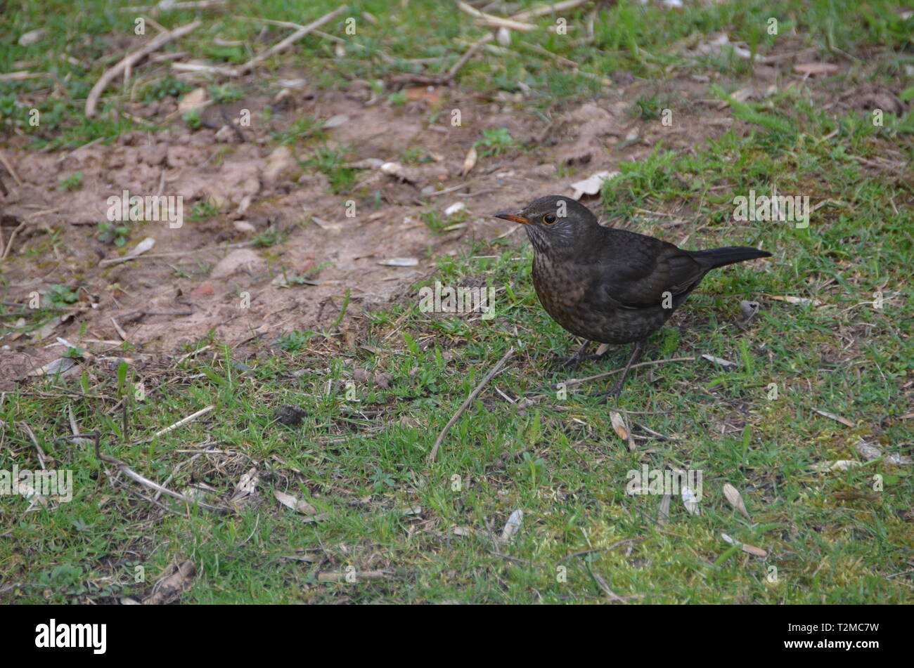 Little bird on the ground looking to the left side Stock Photo - Alamy