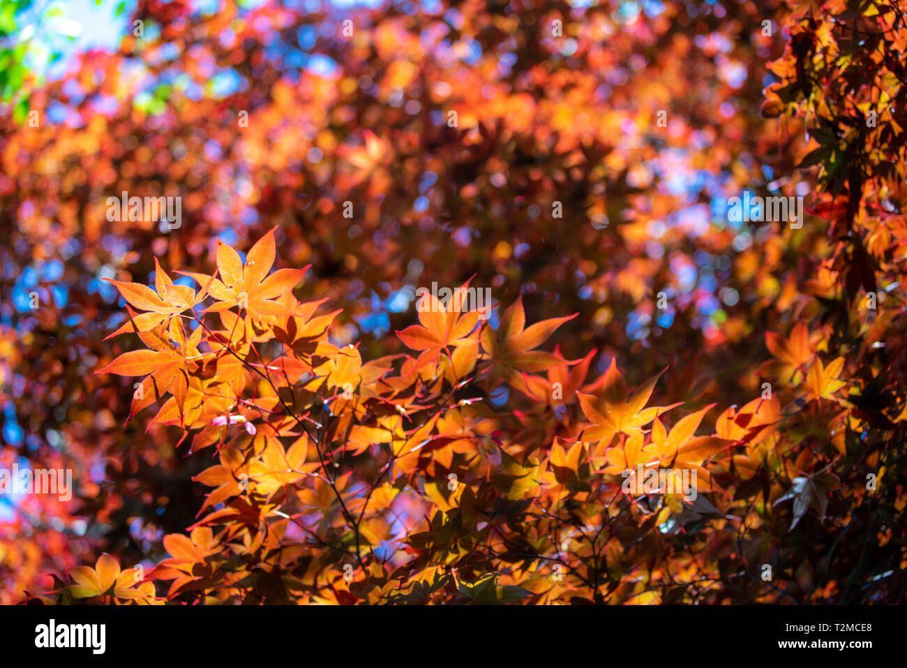 Red maple leaf background, shade, light and shadow Stock Photo - Alamy