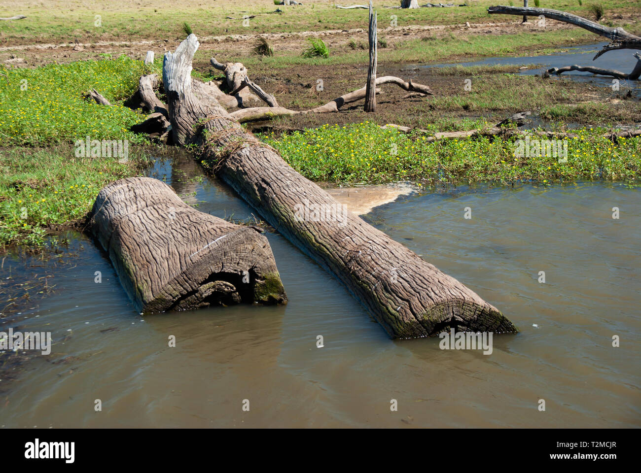 Sunken logs hi-res stock photography and images - Alamy