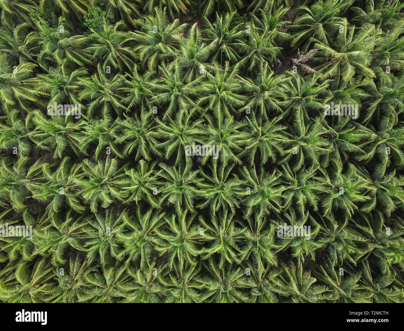 Coconut plantation from above. Pictures taken in the island of Sulawesi ...