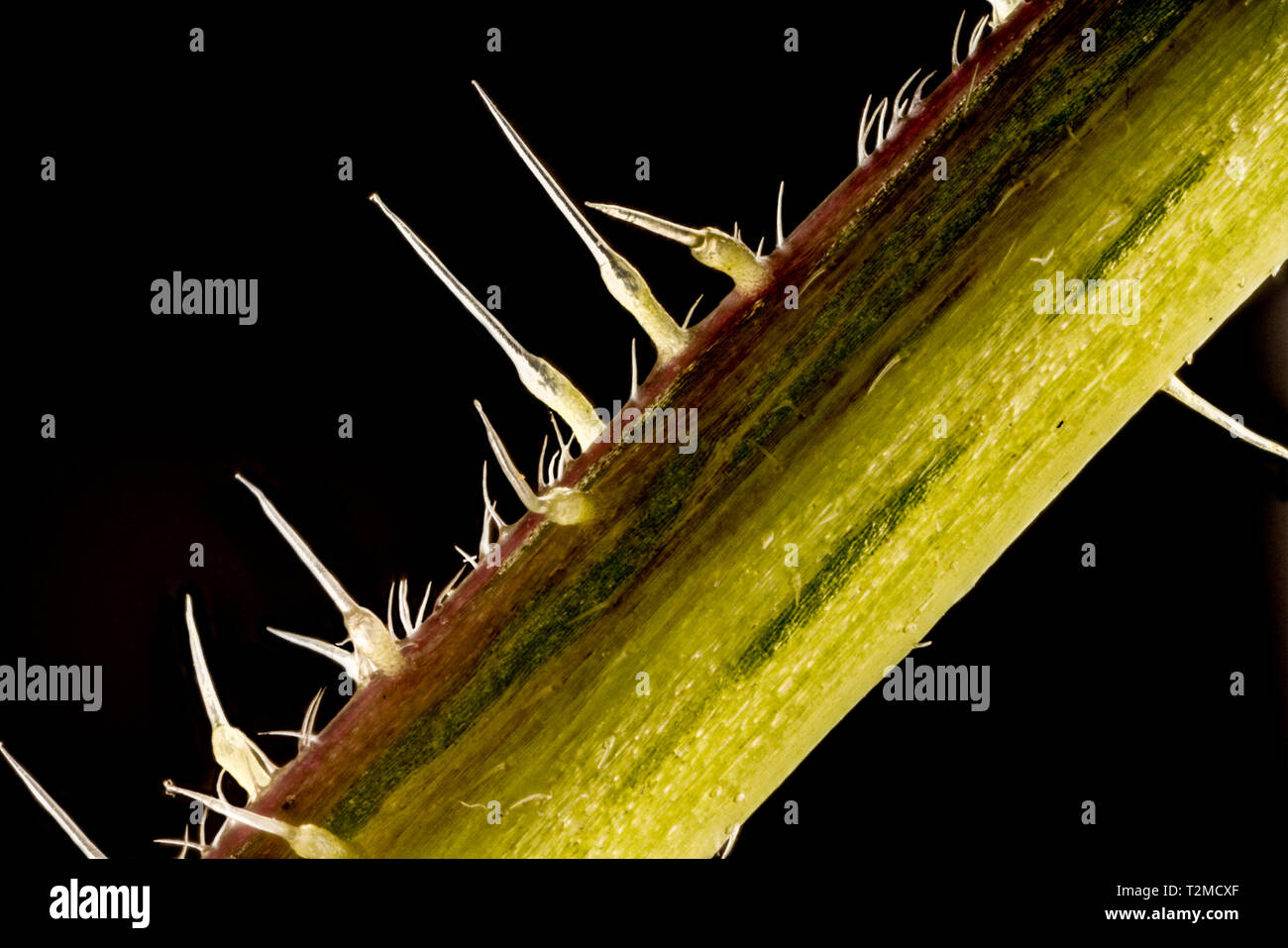 Stacked focus, extreme close up of of stinging nettle stem(Urtica ...