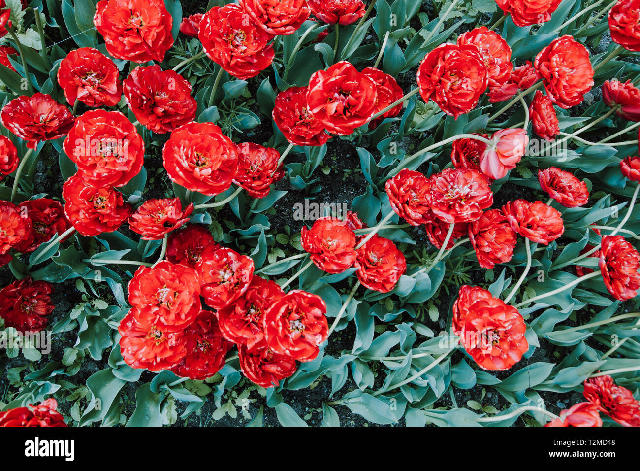 Tulips from above hi-res stock photography and images - Alamy