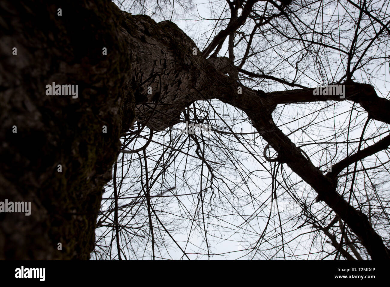 Thick tree and thin tree hi-res stock photography and images - Alamy