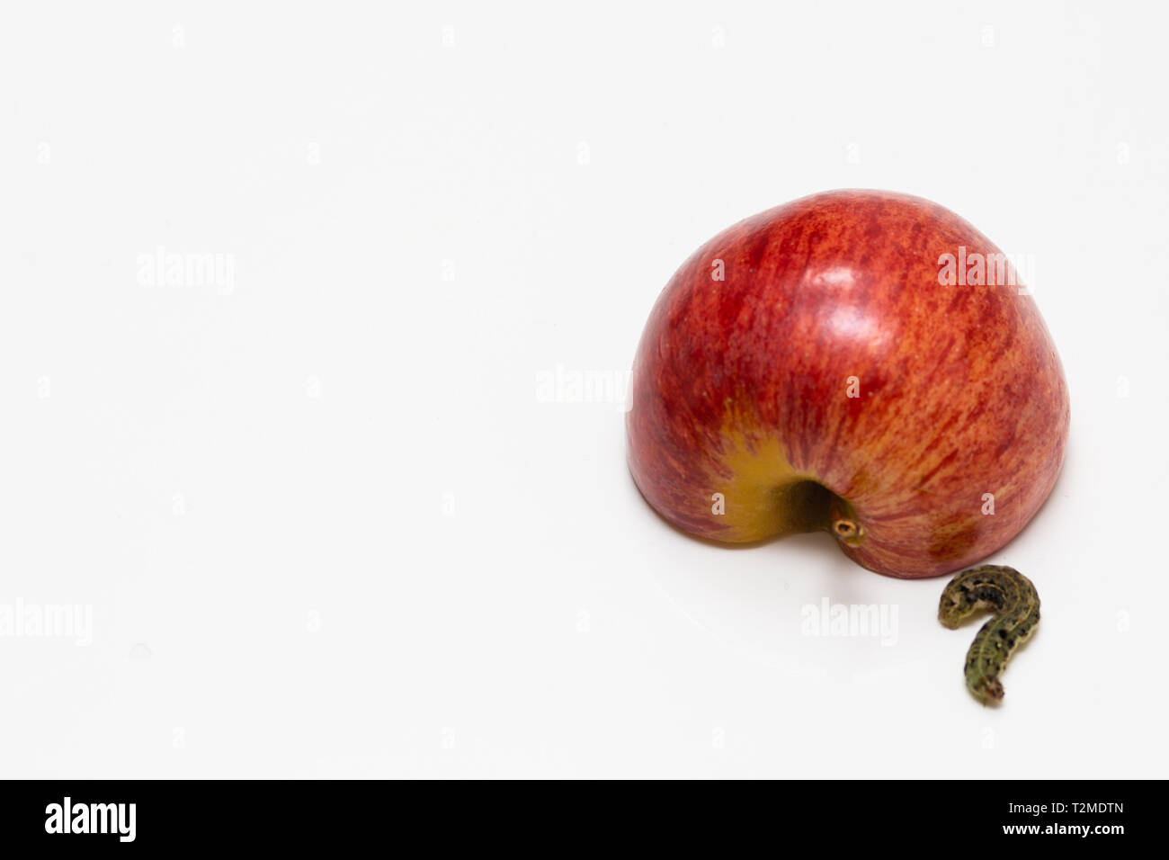 red apple and caterpillar on a white background. caterpillar in the ...