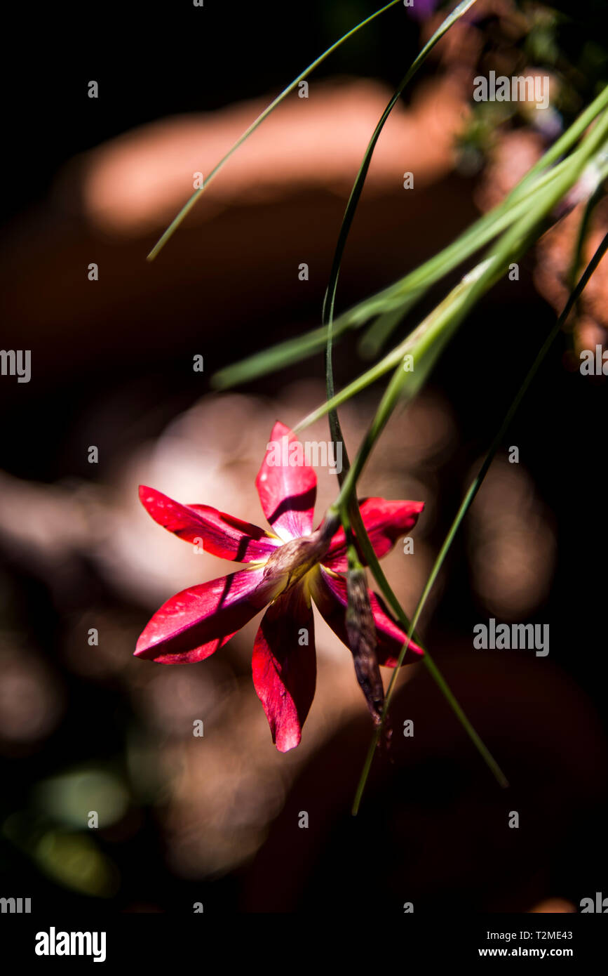 Red sparaxis hi-res stock photography and images - Alamy