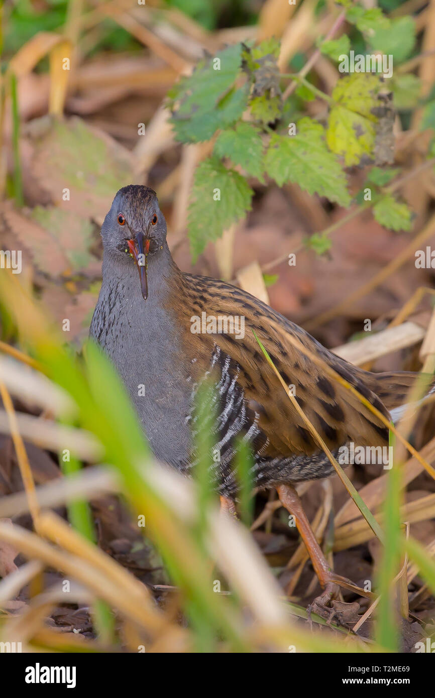 Front view close up of the secretive water rail bird (Rallus aquaticus ...
