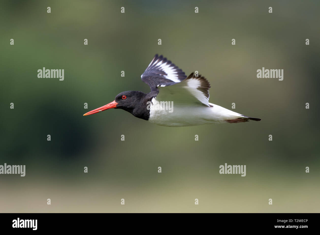 Close side view of UK oystercatcher bird (Haematopus ostralegus ...