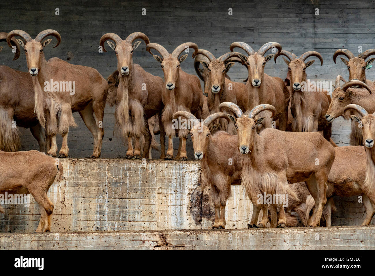 Female barbary sheep ammotragus lervia hi-res stock photography and ...