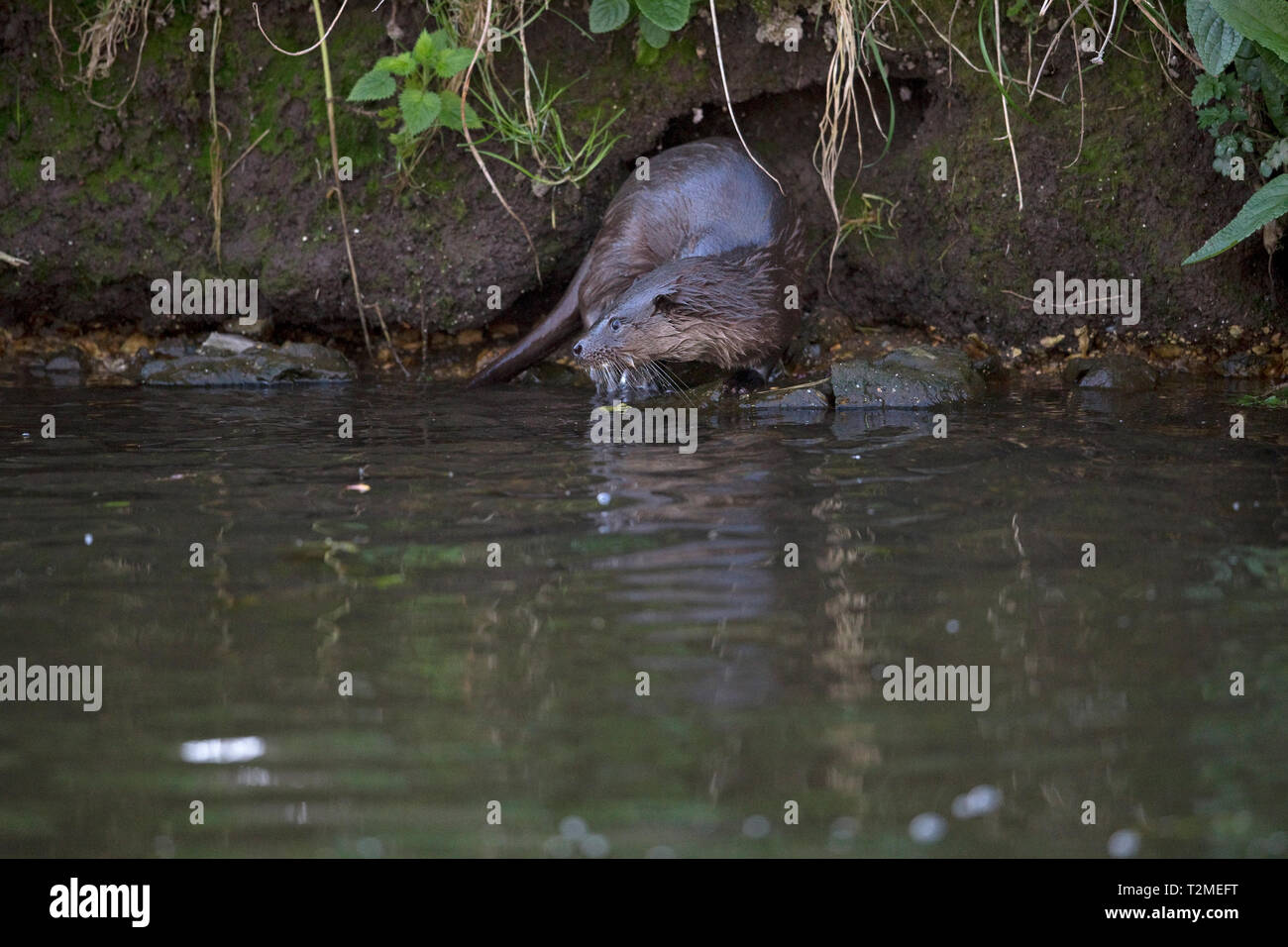 Common Otter (Lutra lutra Stock Photo - Alamy