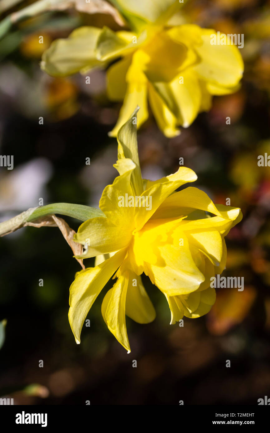 Double flower of the yellow daffodil, Narcissus 'Sulphur Phoenix', a ...