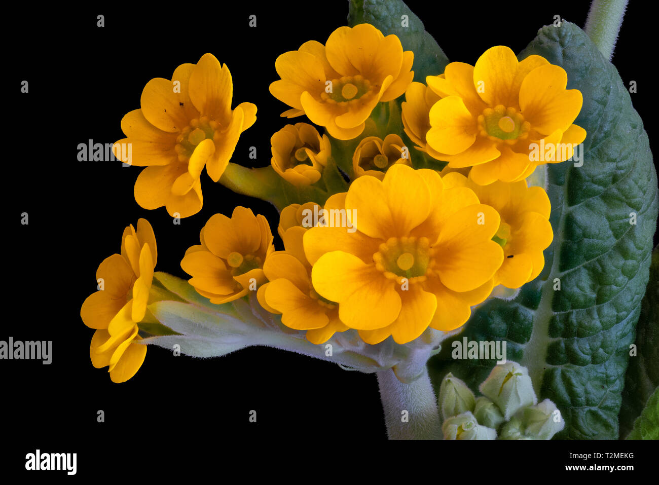 Fine art still life foral color macro of a bunch of wide open yellow ...