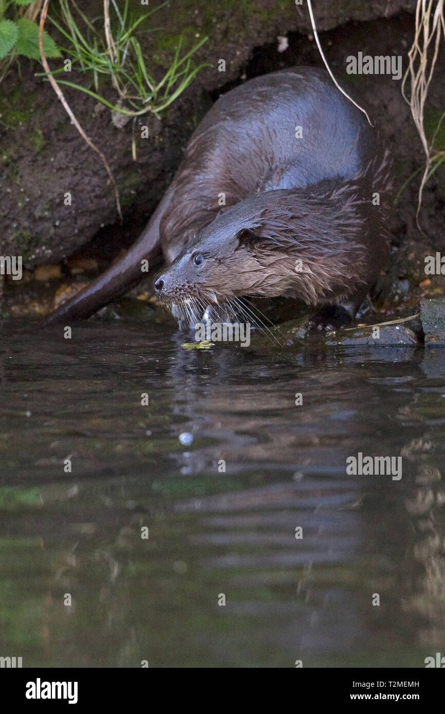 Common Otter (Lutra lutra Stock Photo - Alamy