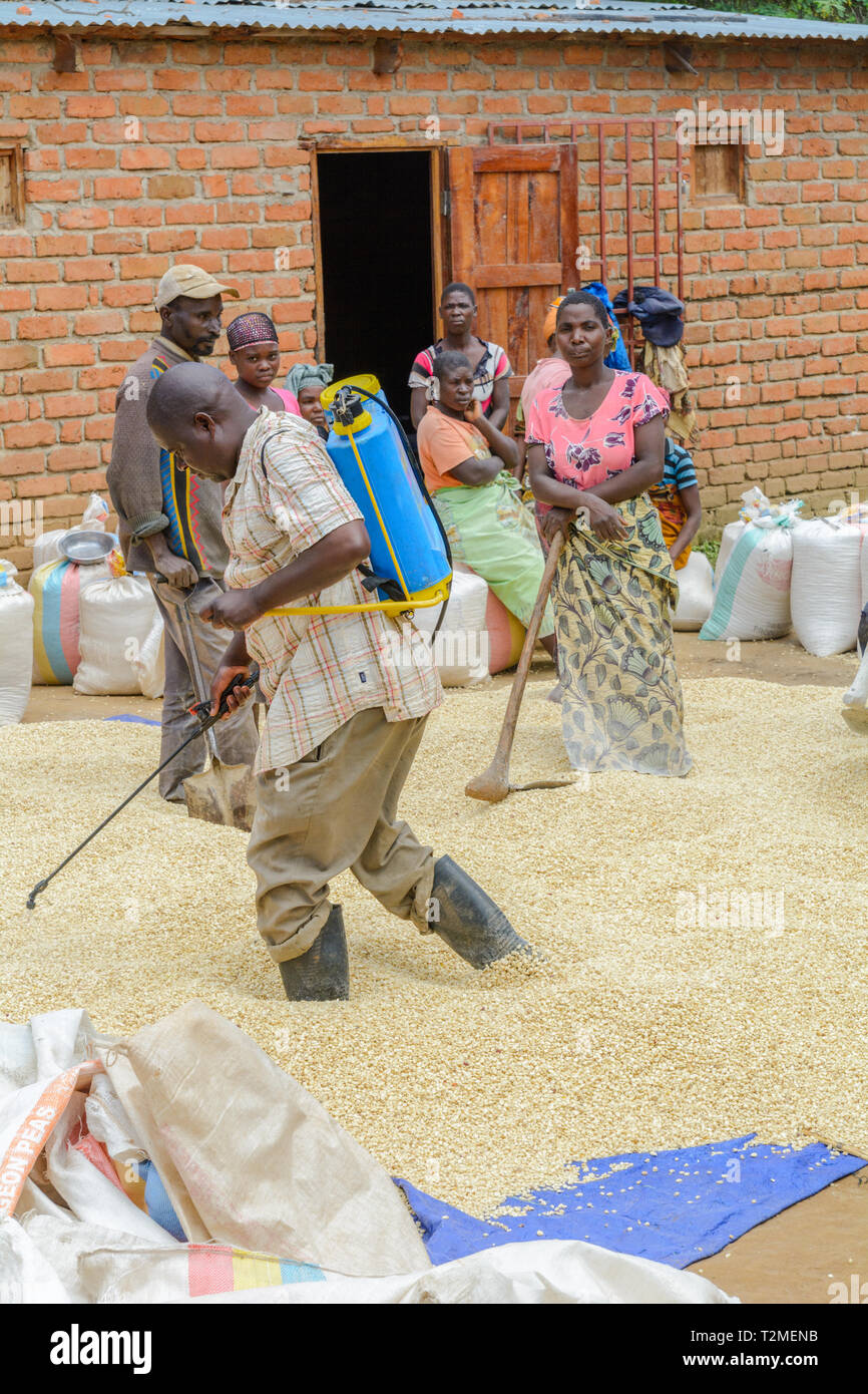 Malawi Maize Stock Photos & Malawi Maize Stock Images - Alamy