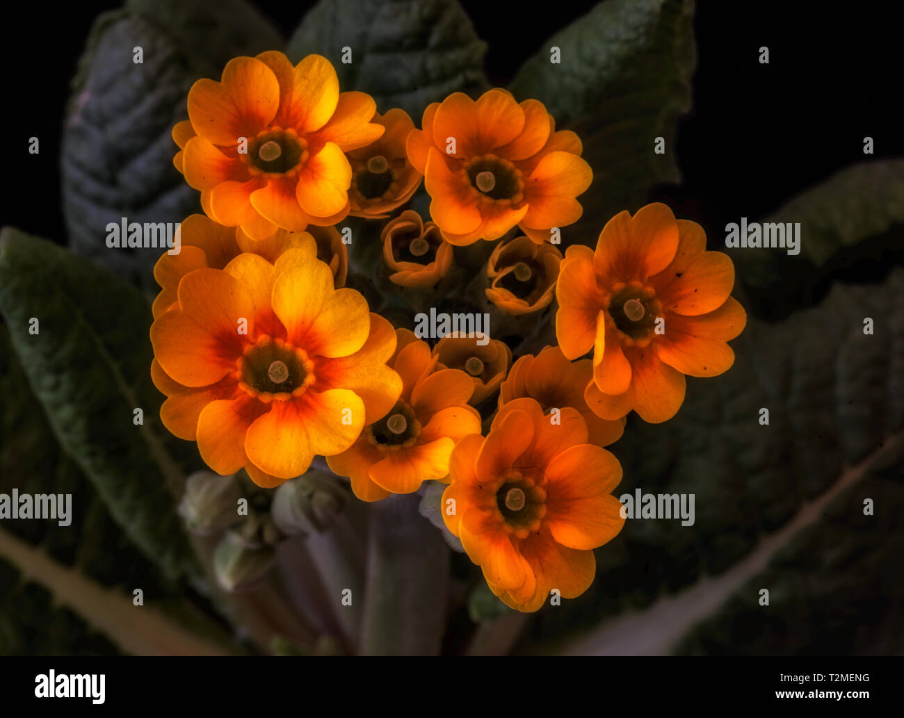 Fine art still life foral color macro of a bunch of wide open red ...