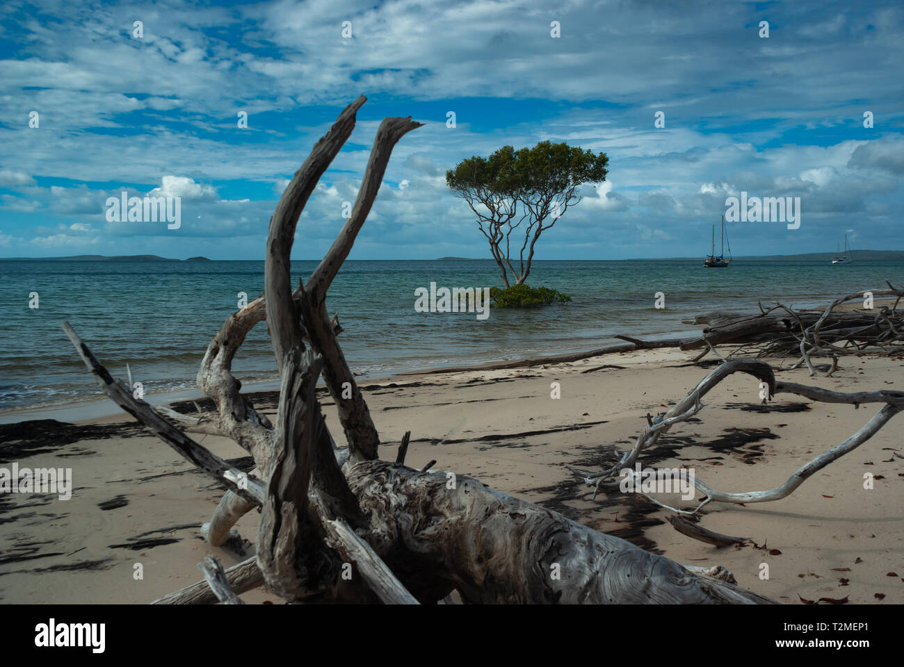 A lone tree sits just offshore in the sea with yachts anchored in the ...