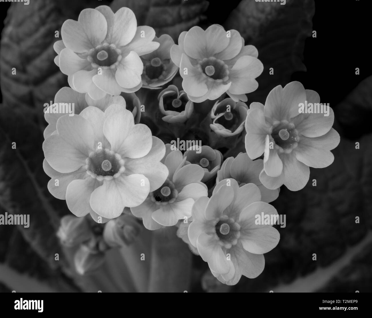Flower petals buds on Black and White Stock Photos & Images - Alamy