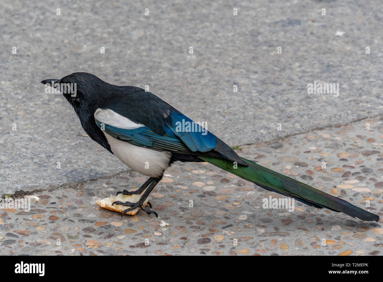 Australian magpie fly hi-res stock photography and images - Alamy