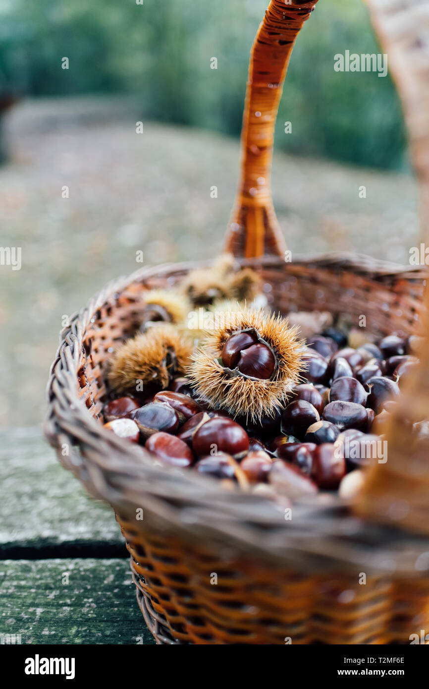 Chestnut plant female hi-res stock photography and images - Alamy