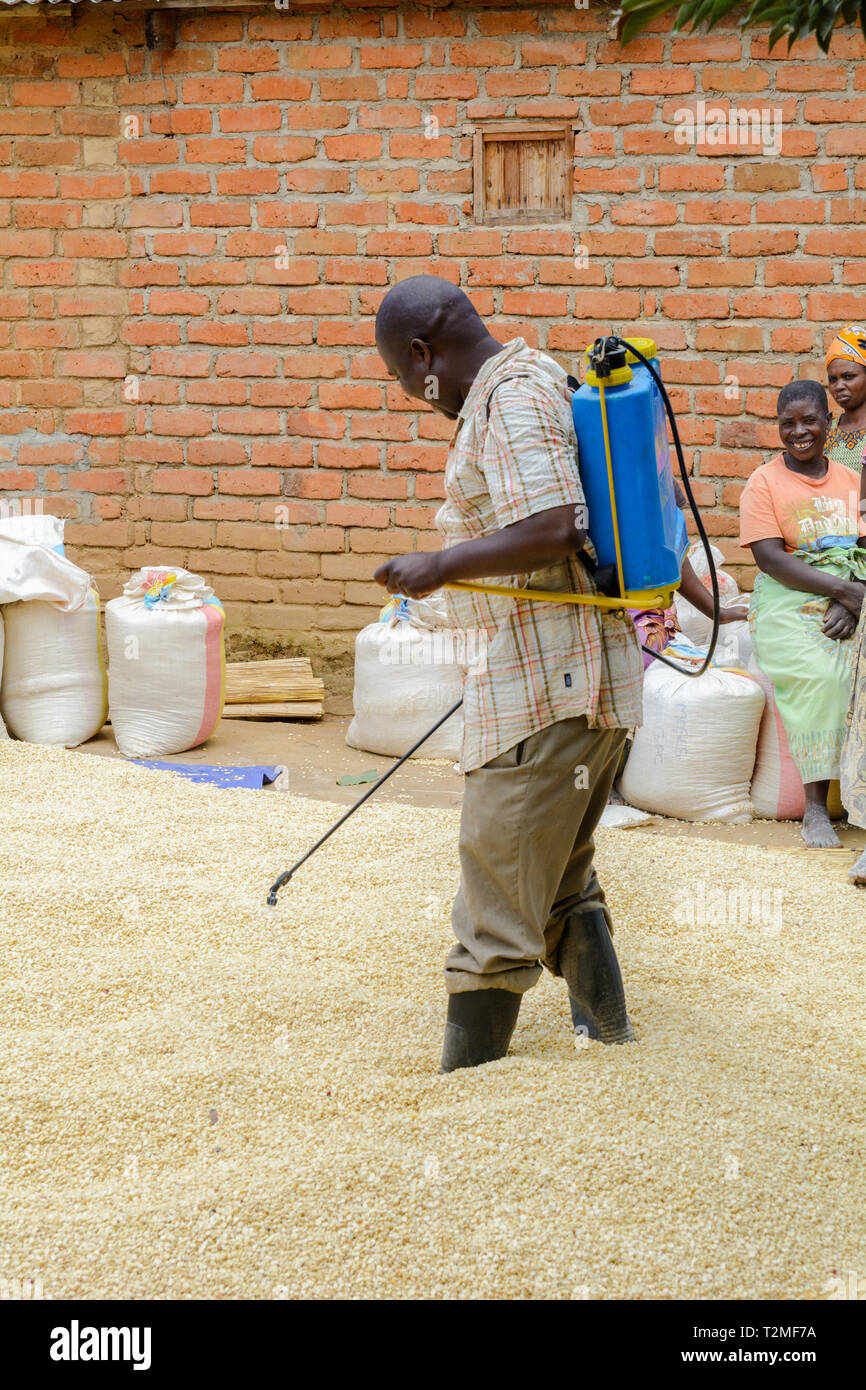 Malawian man spraying maize with a chemical treatment prior to storage ...