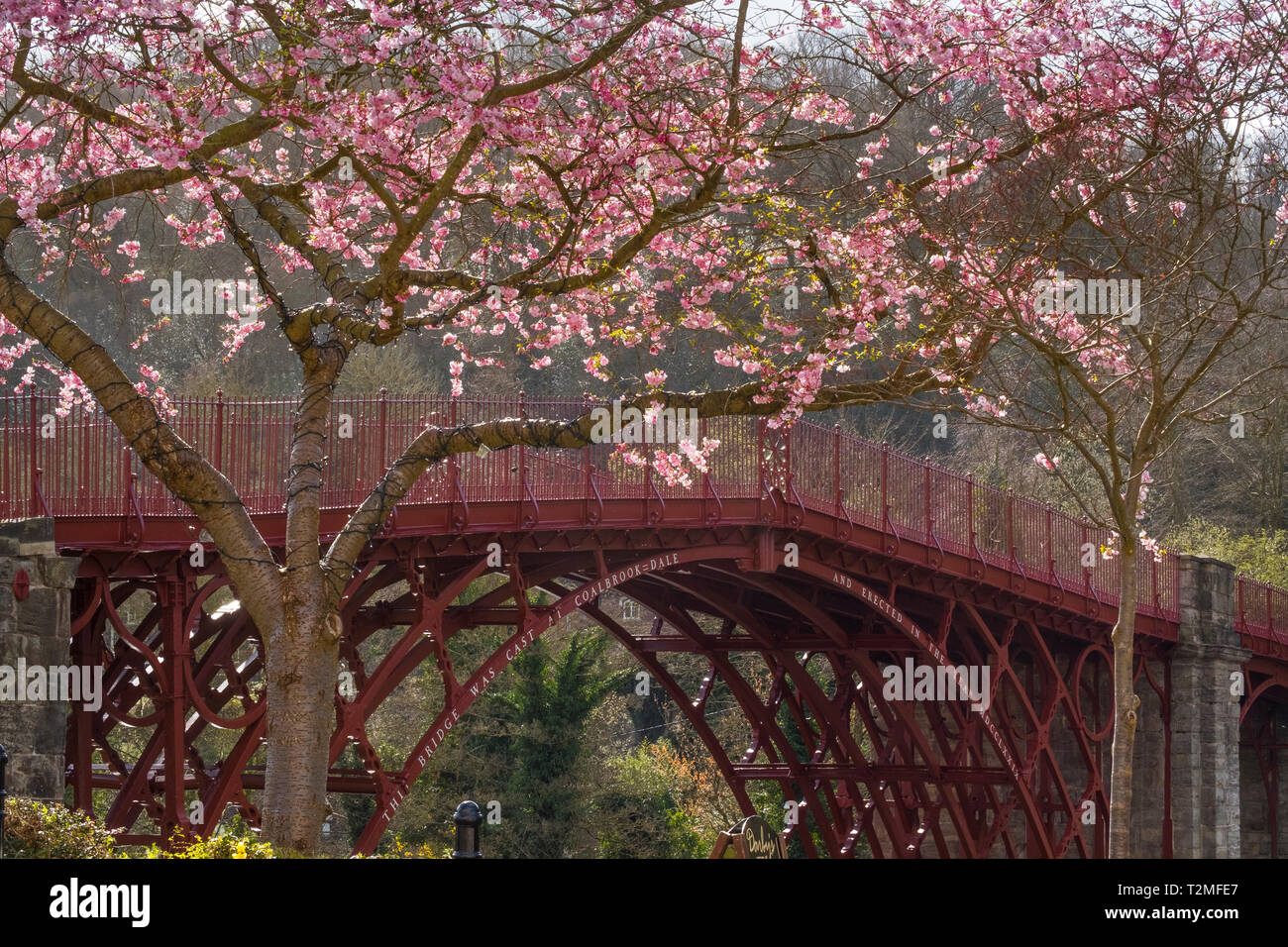 Spring blossom at Ironbridge, Shropshire, England, UK Stock Photo - Alamy