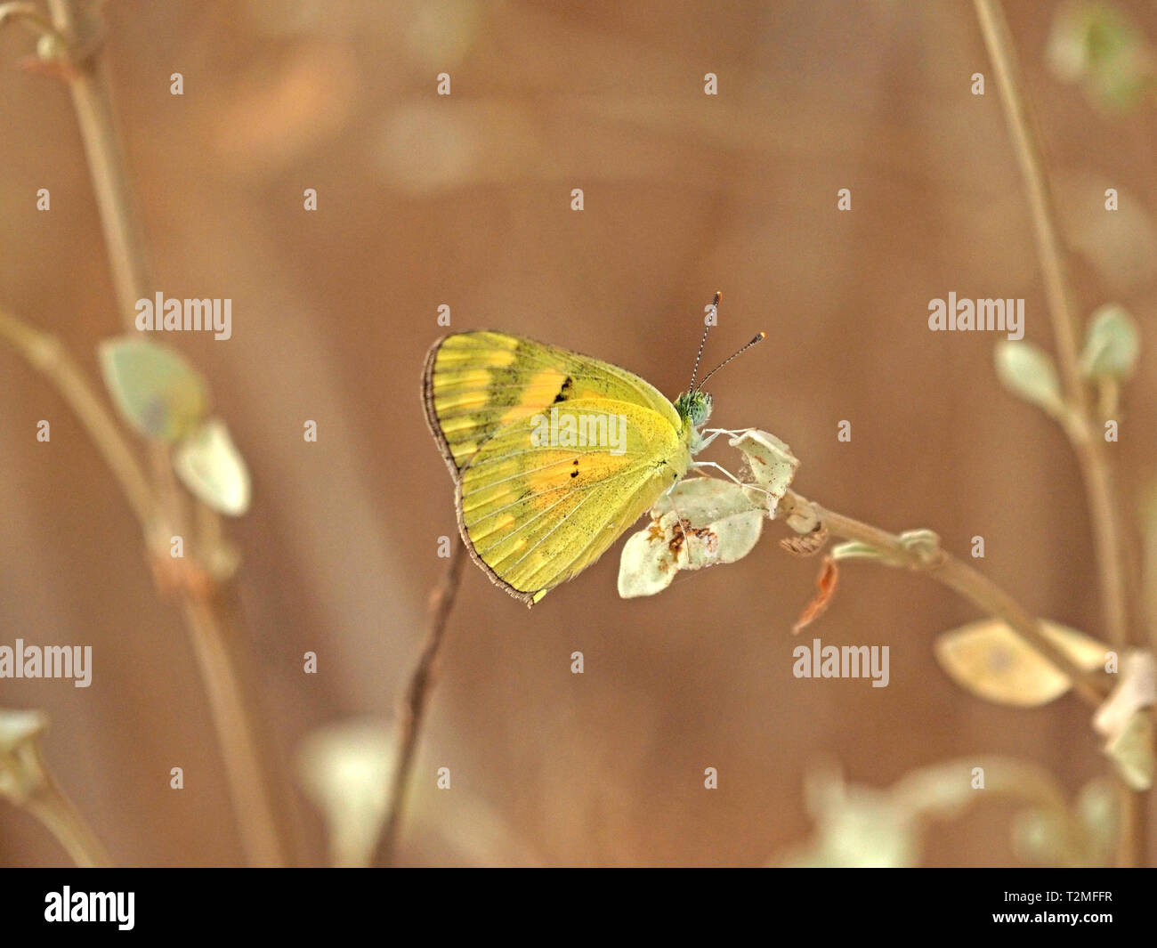 small yellow butterfly with striped antennae resting on dry leaves of a ...