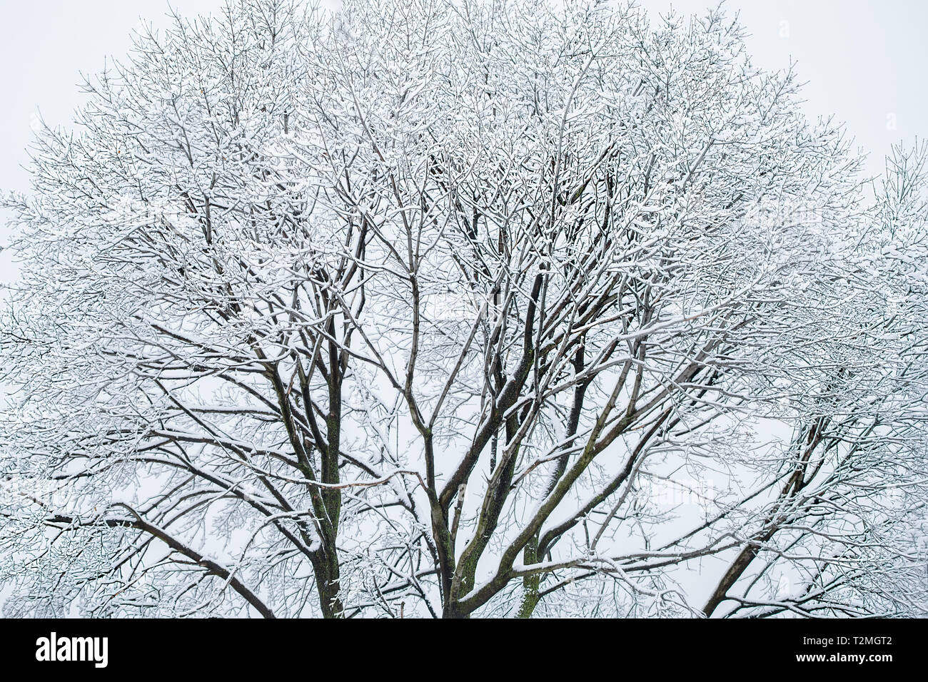 Alaska snowstorm hi-res stock photography and images - Alamy