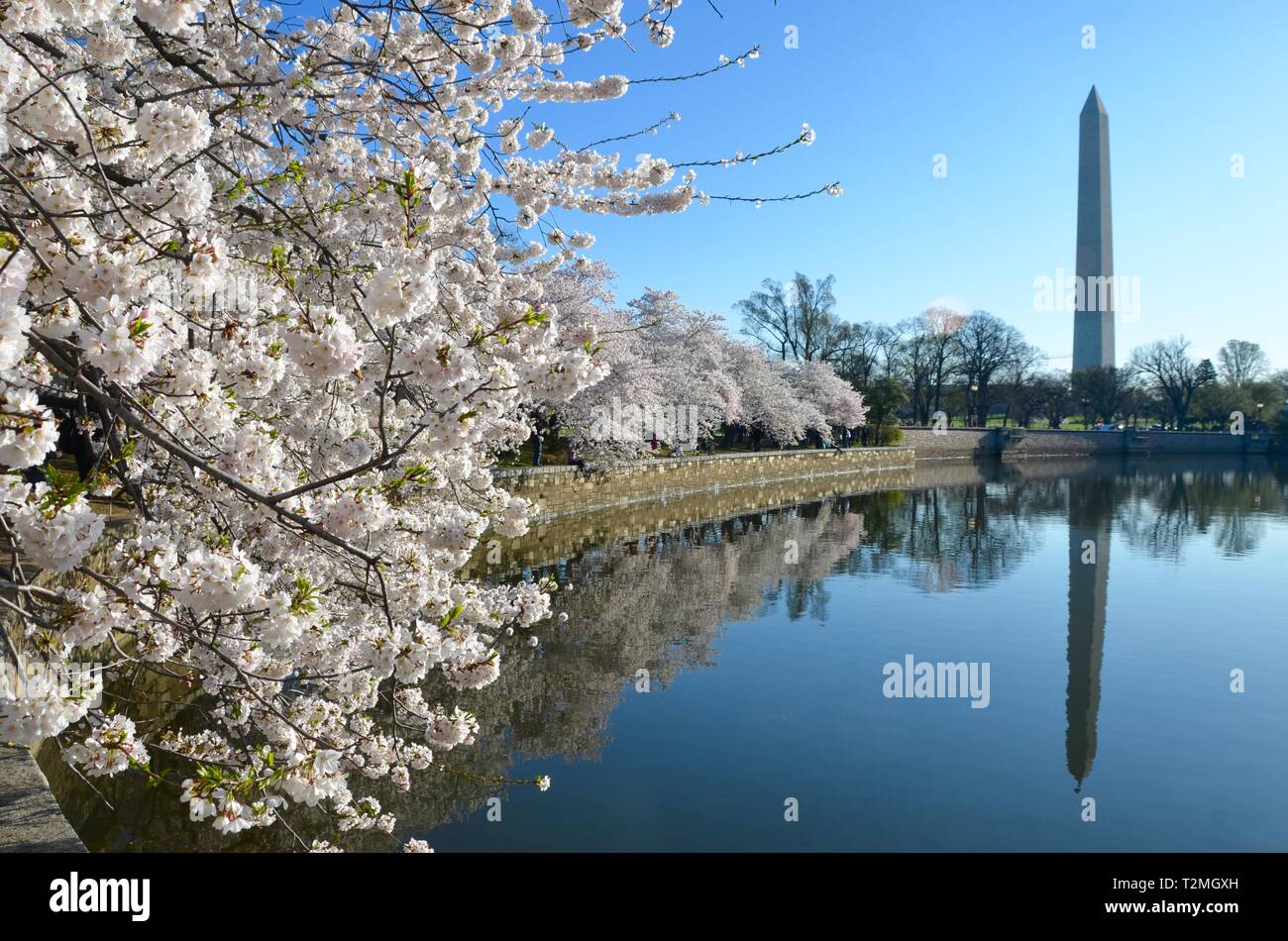 George Washington Cherry Tree High Resolution Stock Photography and ...