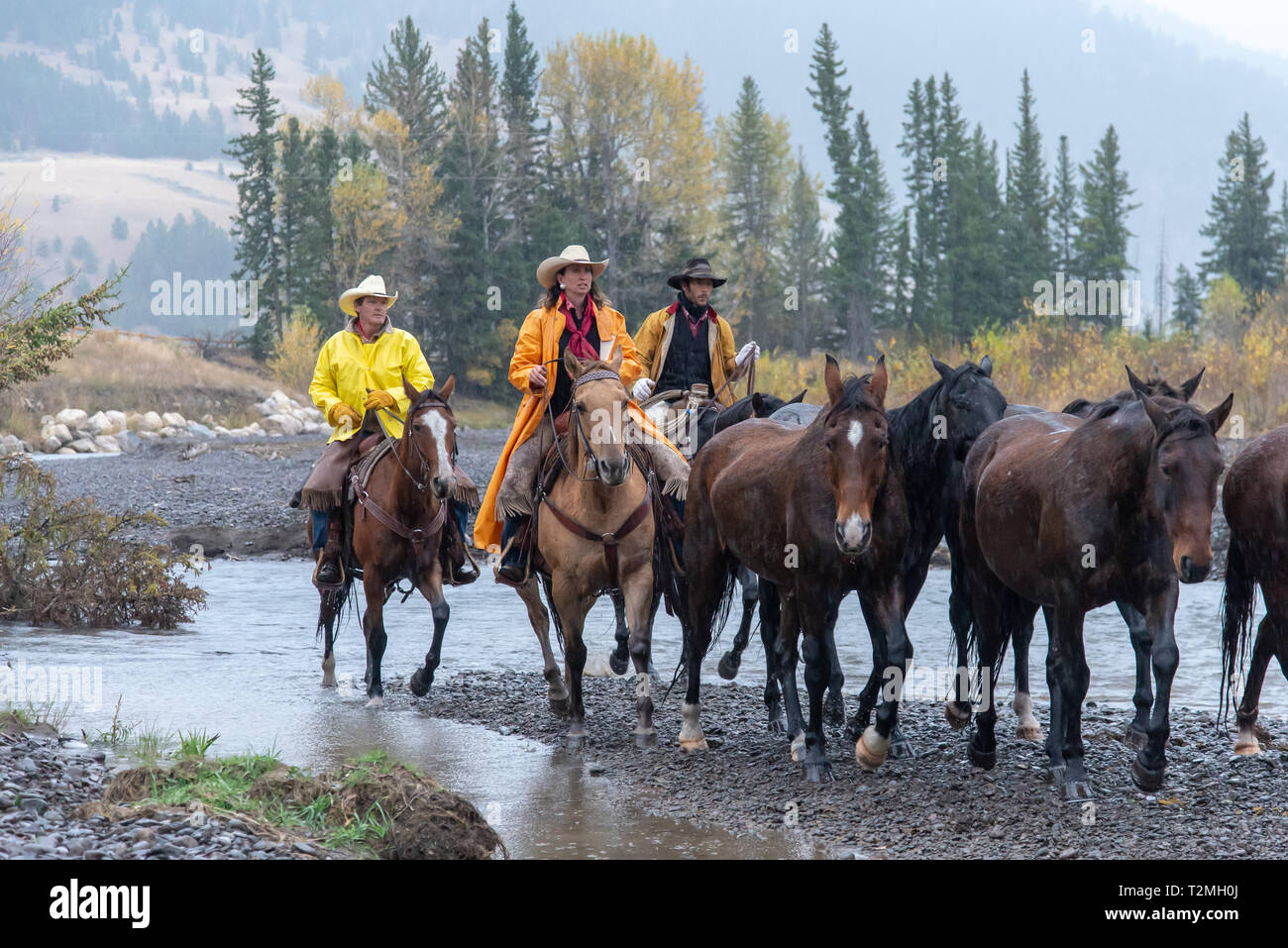 American cowboys work hard regardless of rain or shine Stock Photo - Alamy