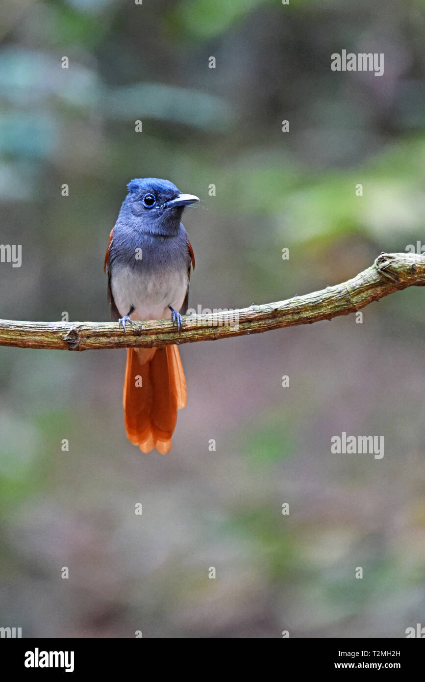 Terpsiphone affinis hi-res stock photography and images - Alamy