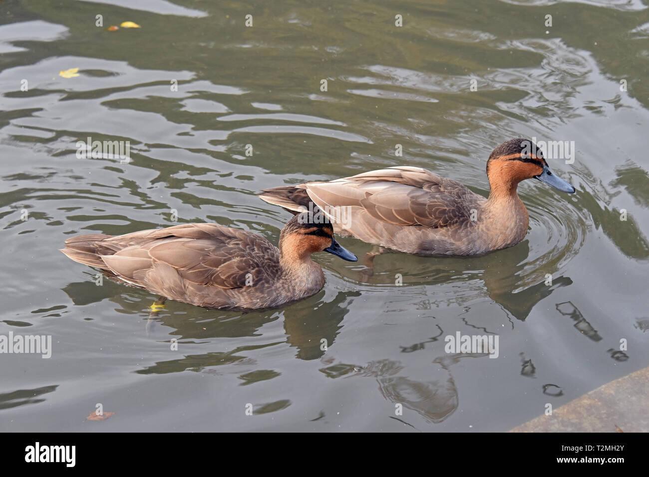 A pair of Philippine Ducks (Anas luzonica) swimming in a small lake in ...