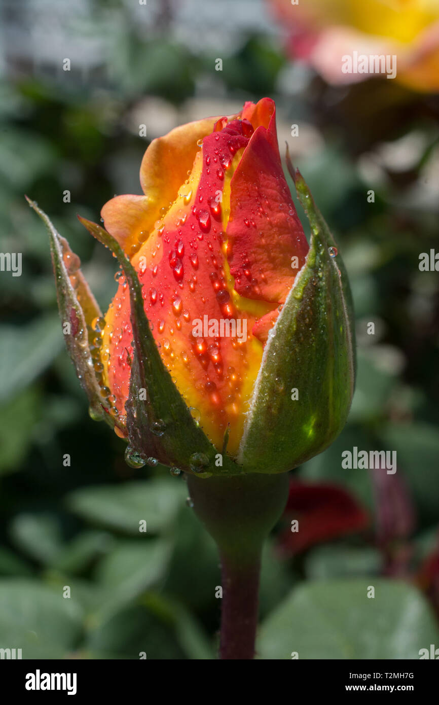 Rose leaves dew drops hi-res stock photography and images - Alamy